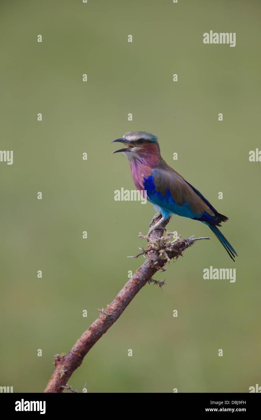 Lilac Breasted Roller. Coracias caudatus. The national bird of Botswana ...