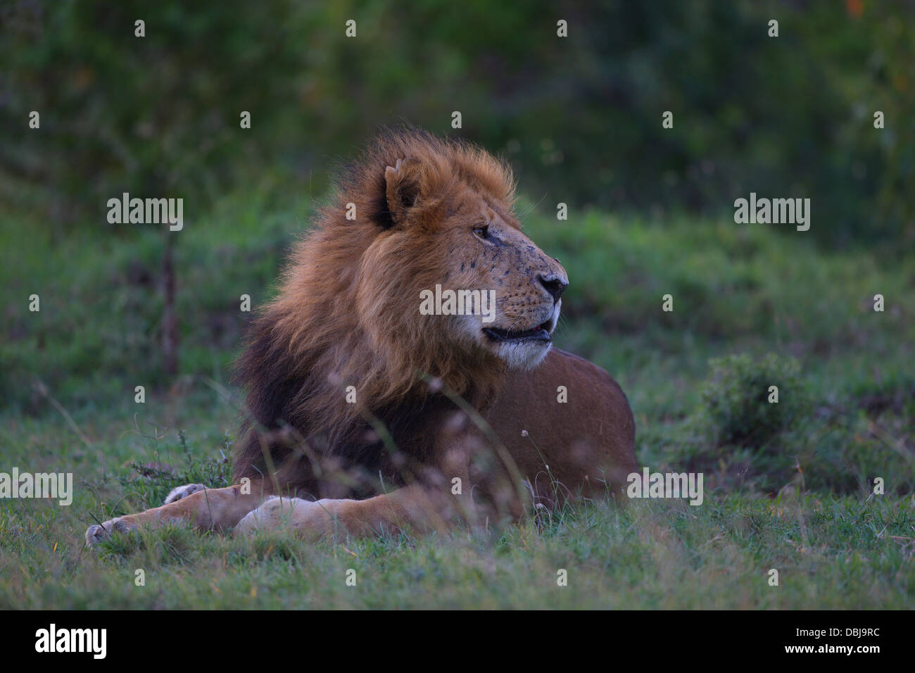 Large african male lion vertical hi-res stock photography and images ...
