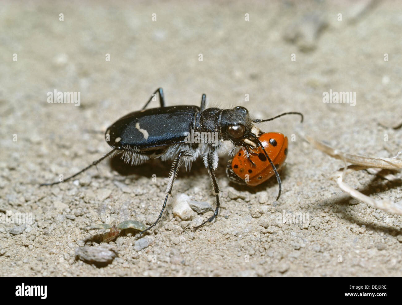 Ground Beetle With Prey Stock Photos & Ground Beetle With Prey Stock ...