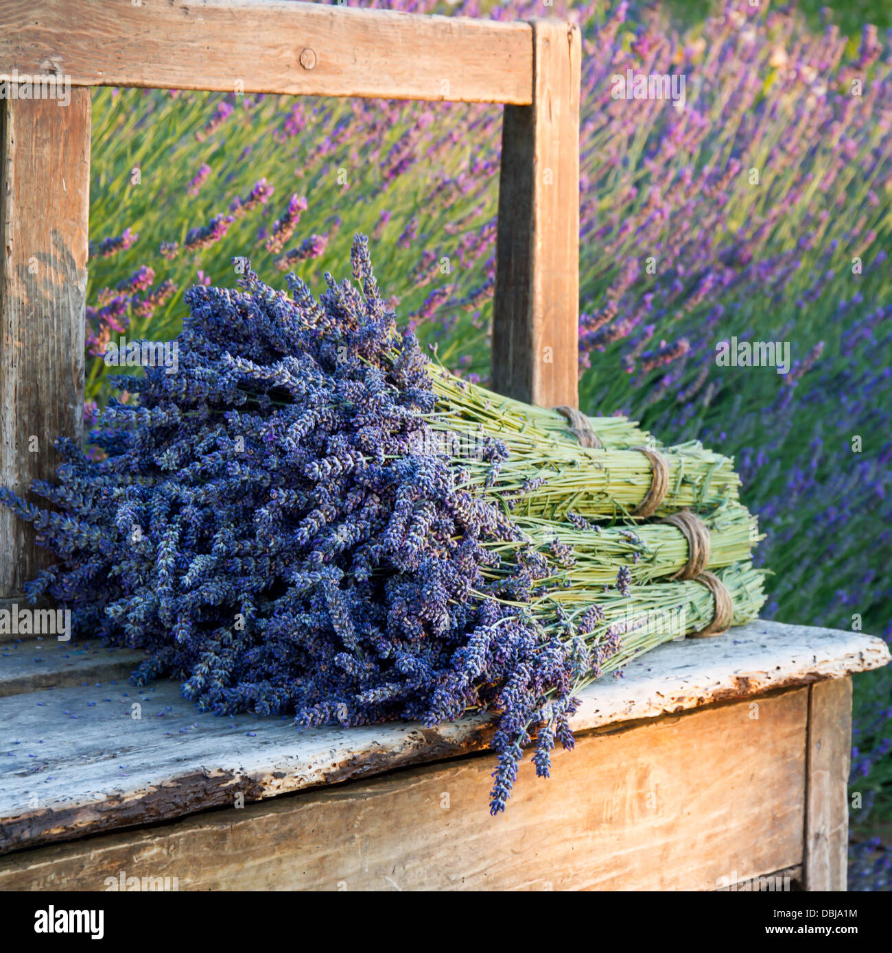 Pile of lavender flower bouquets on a wooden old bench in a summer ...