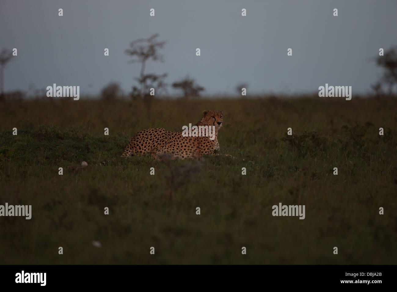 Cheetah roaming near sun set in Ol Kinyei Conservancy near Masai Mara ...