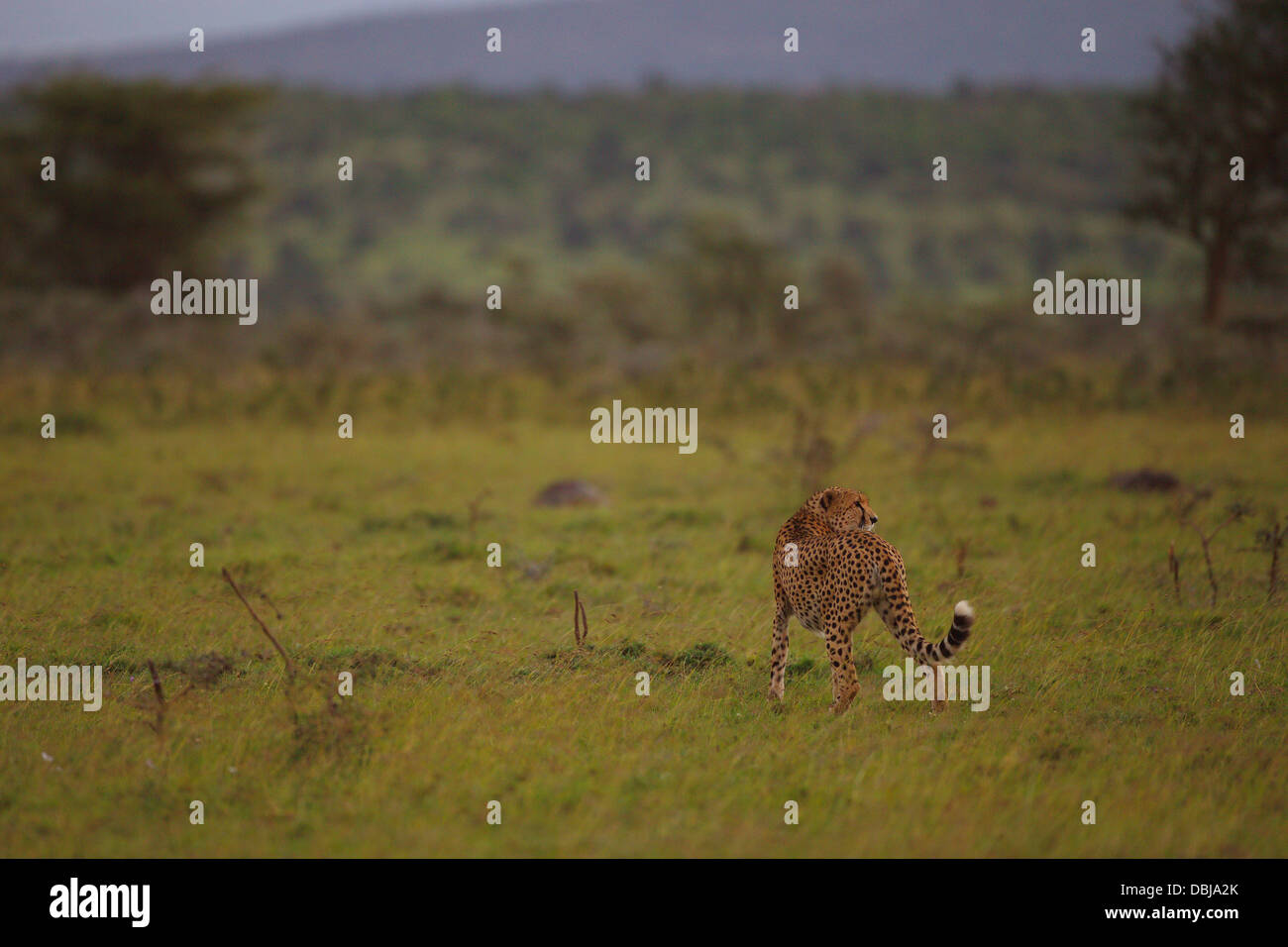 Cheetah roaming near sun set in Ol Kinyei Conservancy near Masai Mara ...