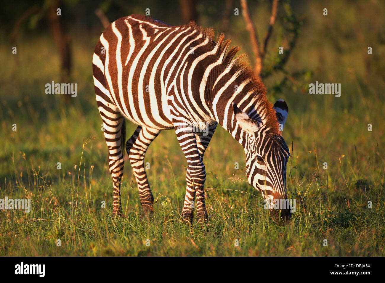 Zebra. Ol Kinyei Conservancy. Kenya, Africa Stock Photo - Alamy