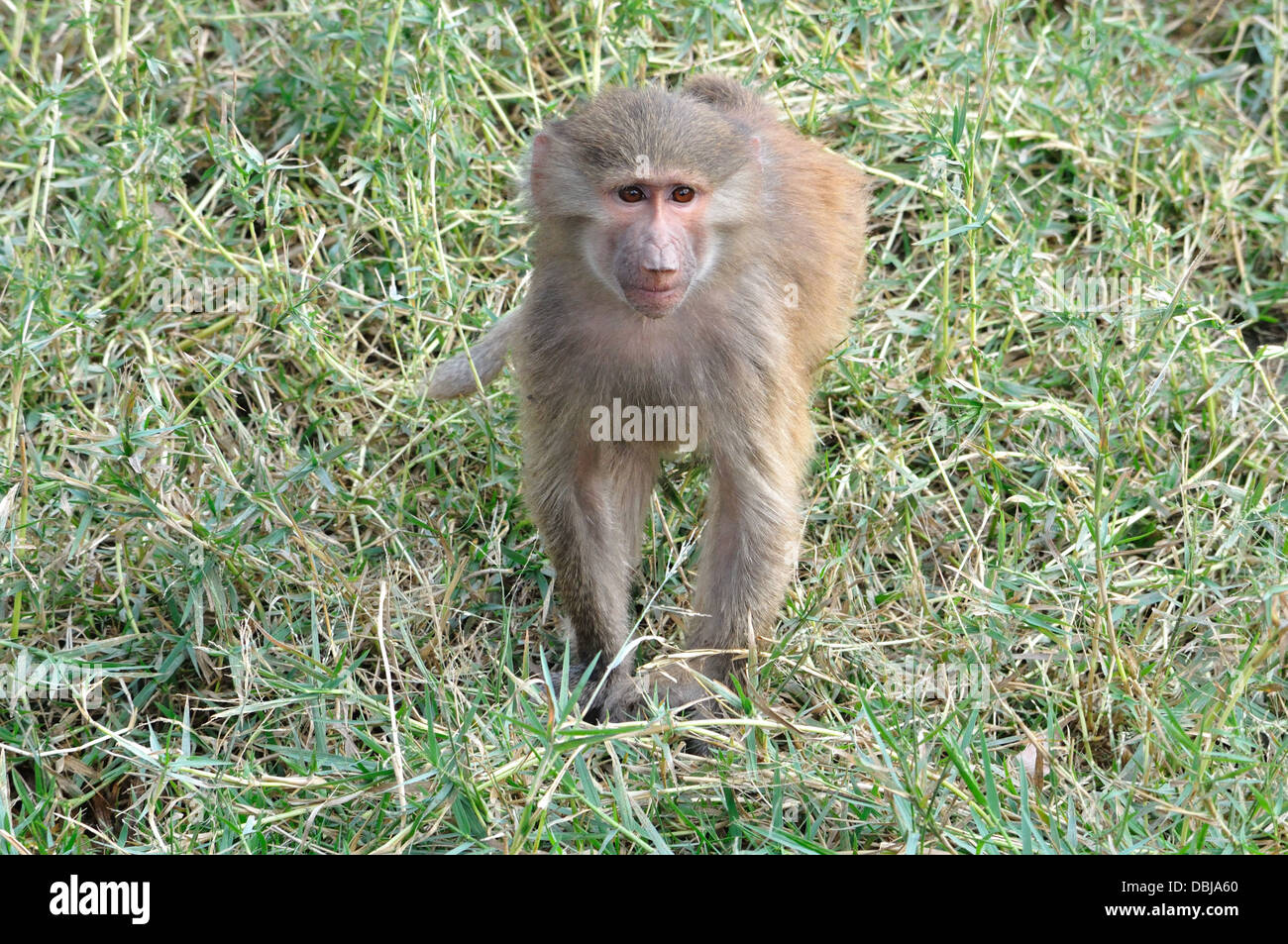 Pigtail Monkey Pigtail Monkey Hi Res Stock Photography And Images