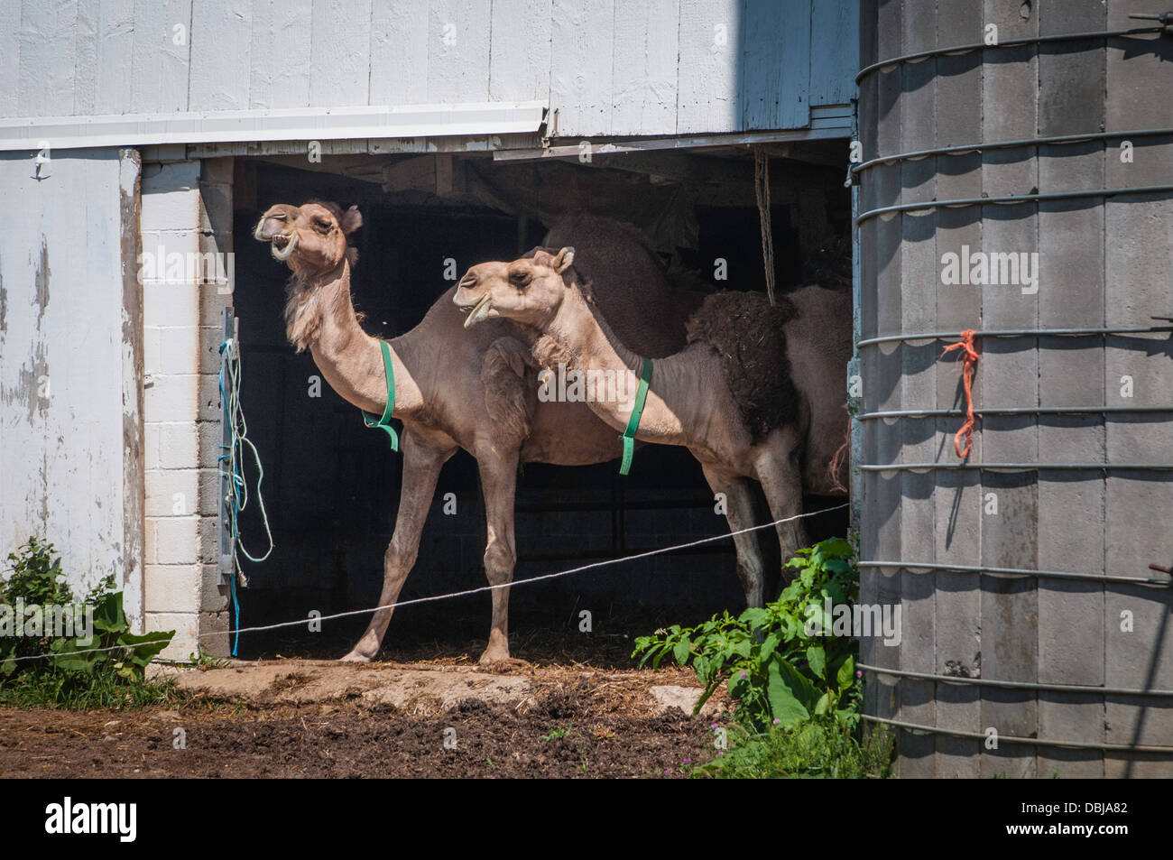 Amish farm raising Camels for milk used by people, children with ...