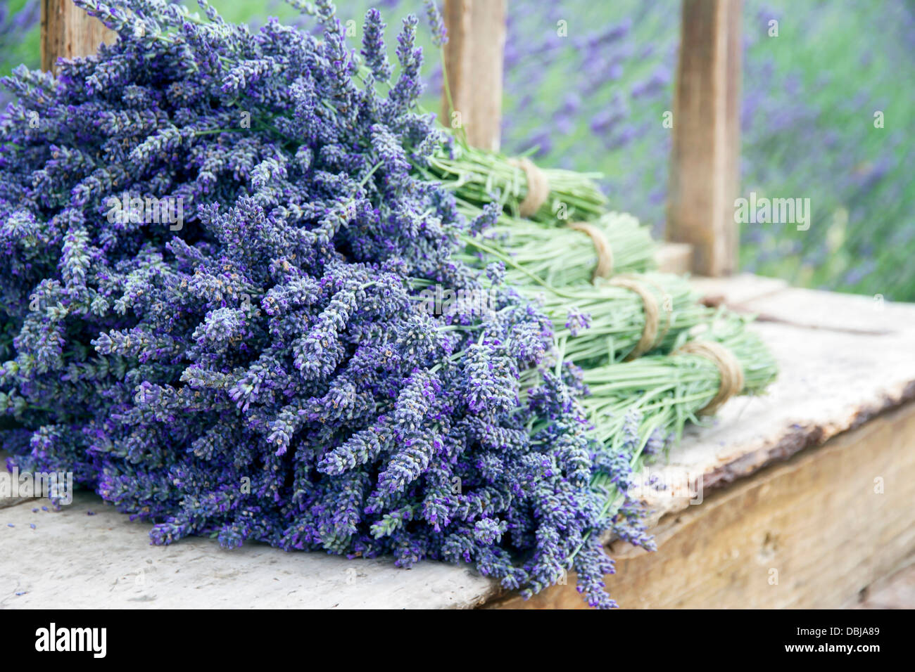 Tied in bunch hi-res stock photography and images - Alamy