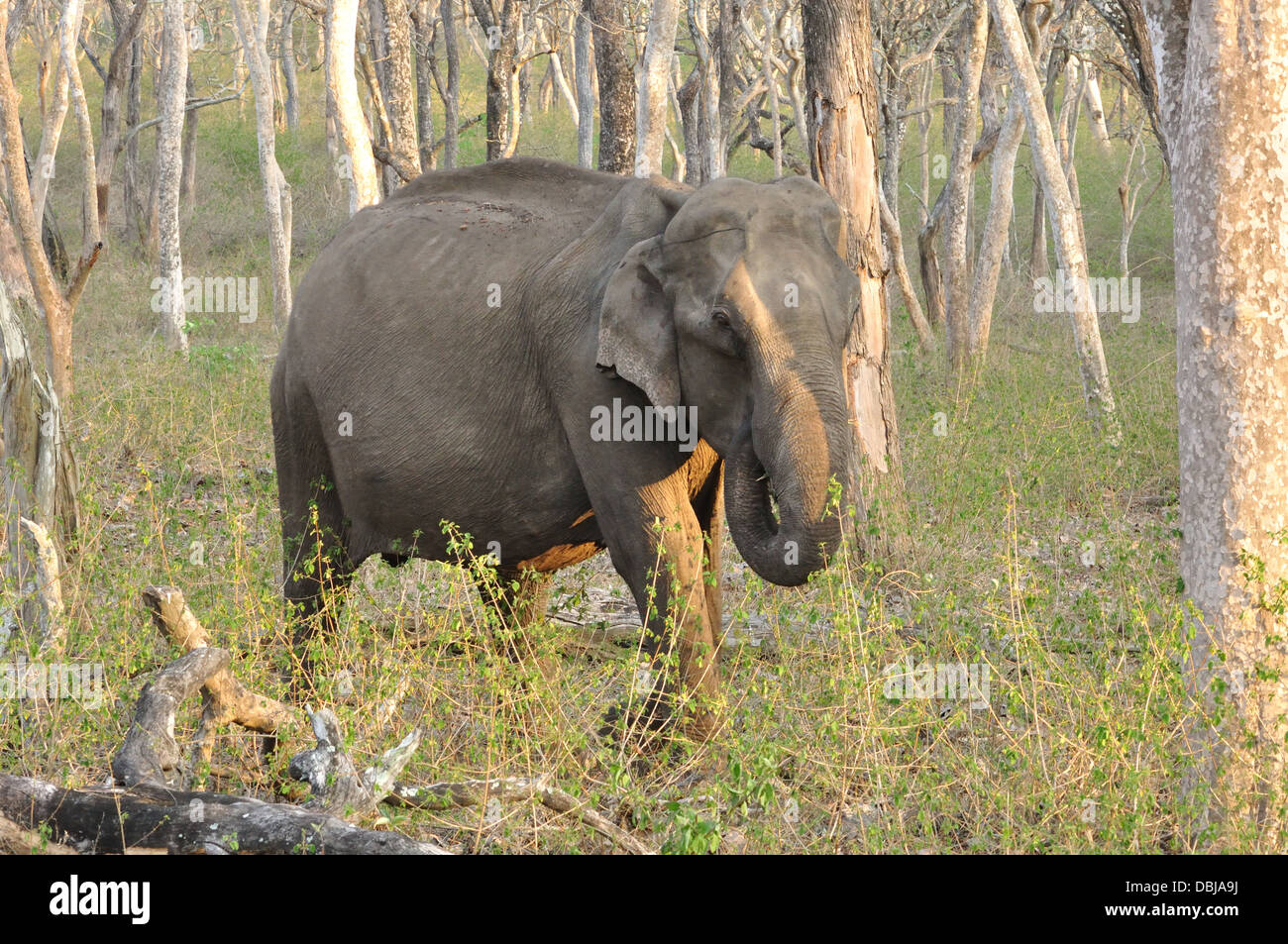 Asian elephant trunk tip hi-res stock photography and images - Alamy
