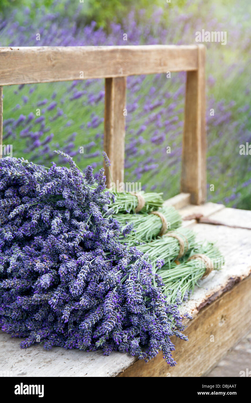Pile of lavender flower bouquets on a wooden old bench in a summer ...