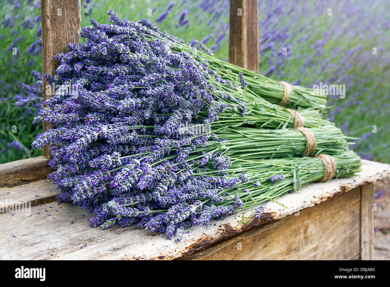 Pile of lavender flower bouquets on a wooden old bench in a summer ...