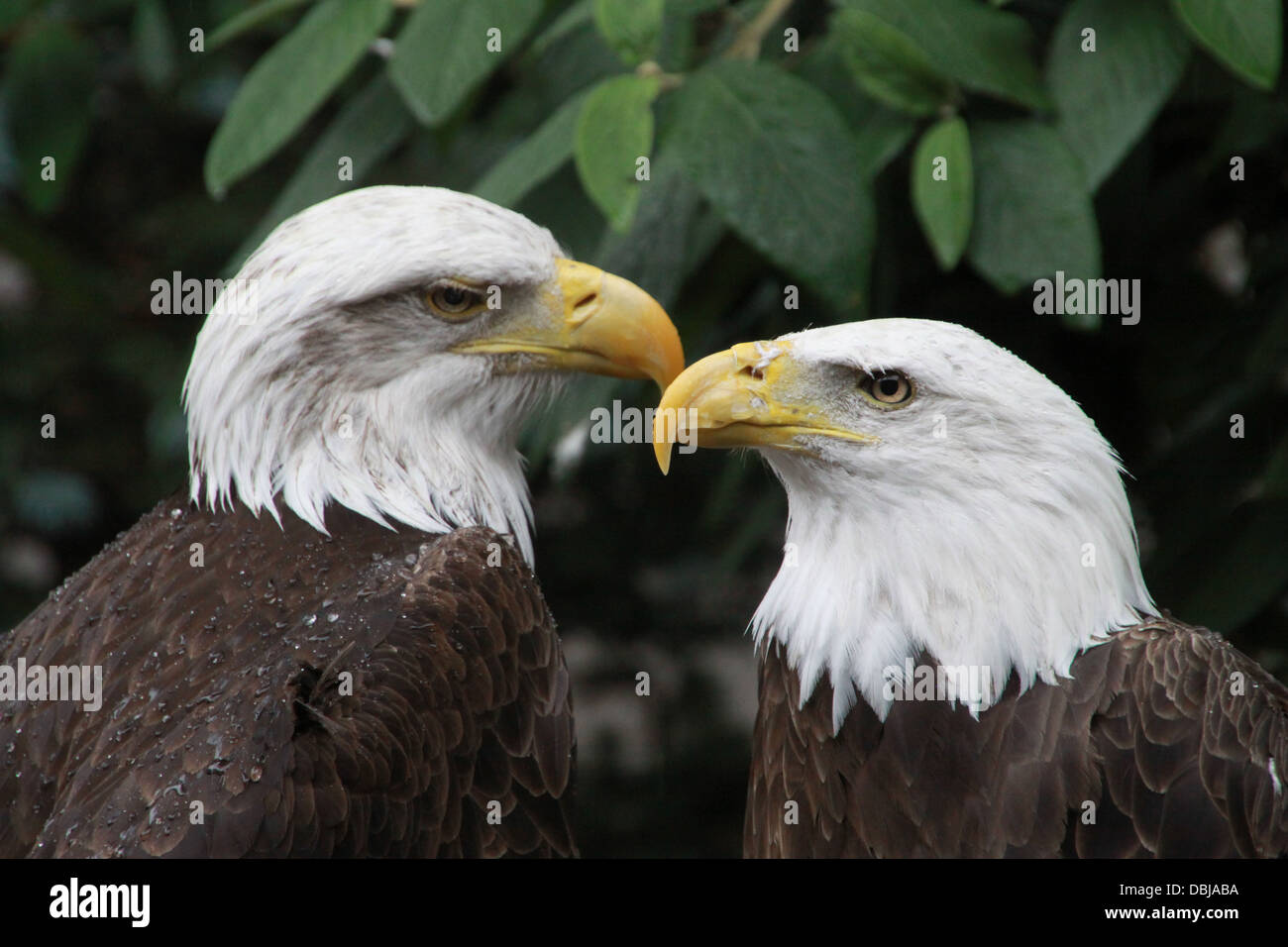 The eagle has two heads hi-res stock photography and images - Alamy