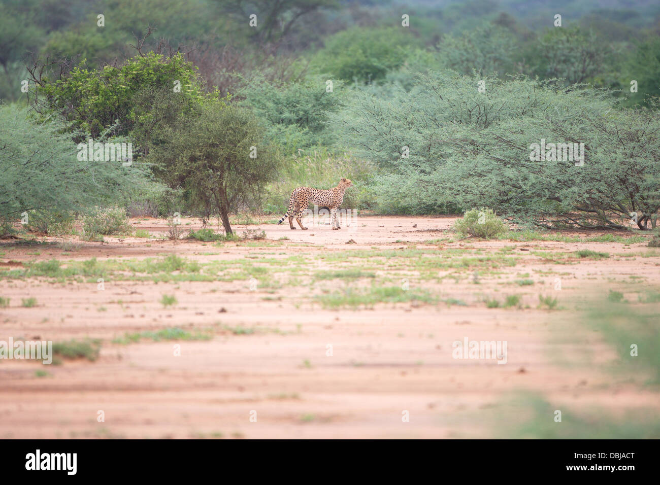 Cheetah hunting in Selenkay Conservancy. Acinonyx jubatus. Kenya ...