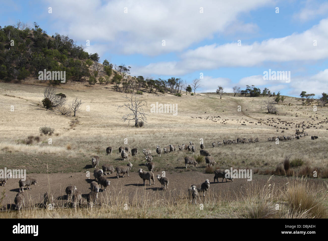 Sheep farm tasmania hi-res stock photography and images - Alamy