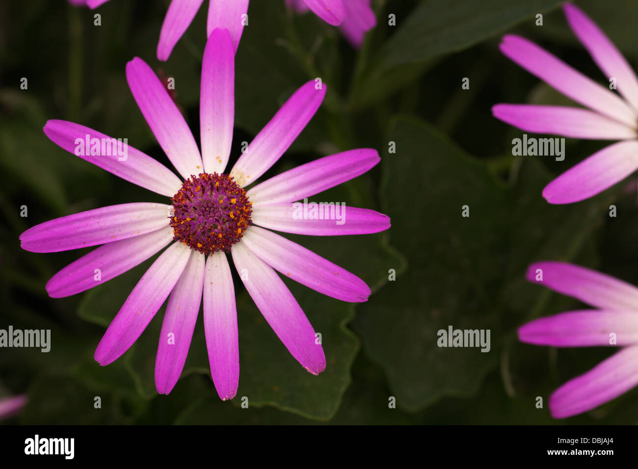 Senetti bicolor hi-res stock photography and images - Alamy