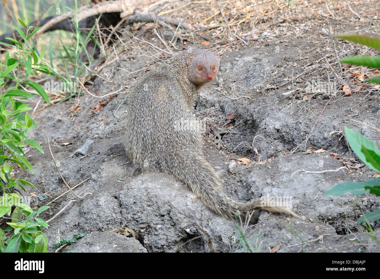 Indian gray mongoose Stock Photo - Alamy