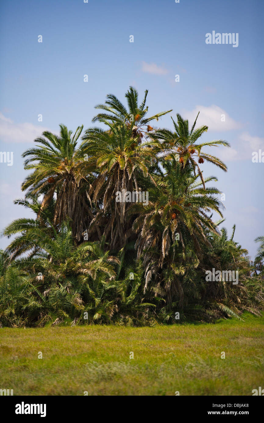 Palm trees. Amboselli Park. Kenya Africa Stock Photo - Alamy