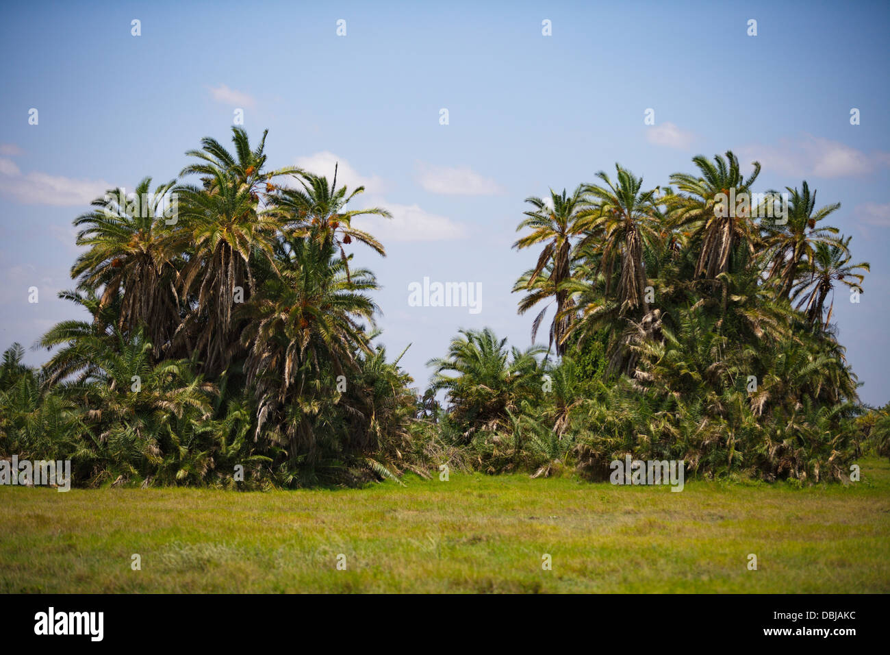 Palm trees. Amboselli Park. Kenya Africa Stock Photo - Alamy