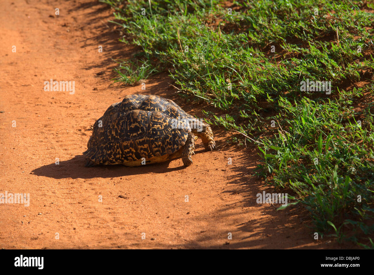 Tortoise walking on road. Turtle. Kenya, Africa Stock Photo - Alamy