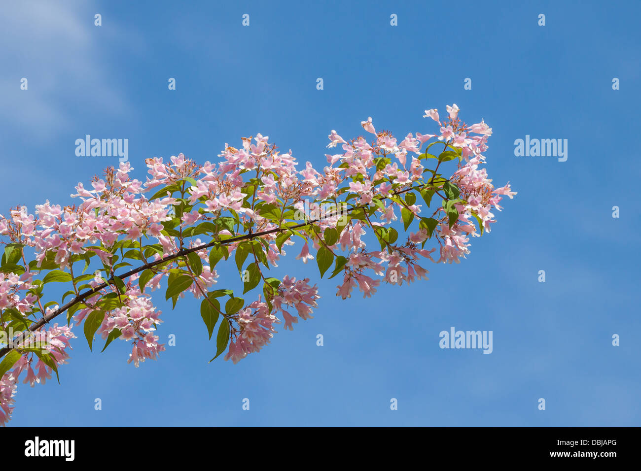 Flower against blue sky hi-res stock photography and images - Alamy