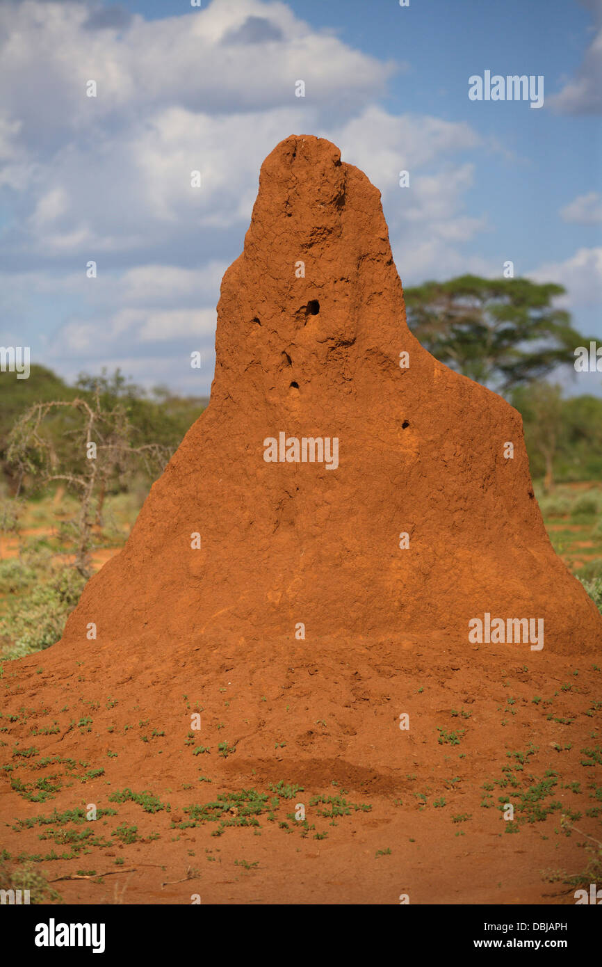 Giant termite mound. Selenkay conservancy area. Kenya, Africa Stock ...