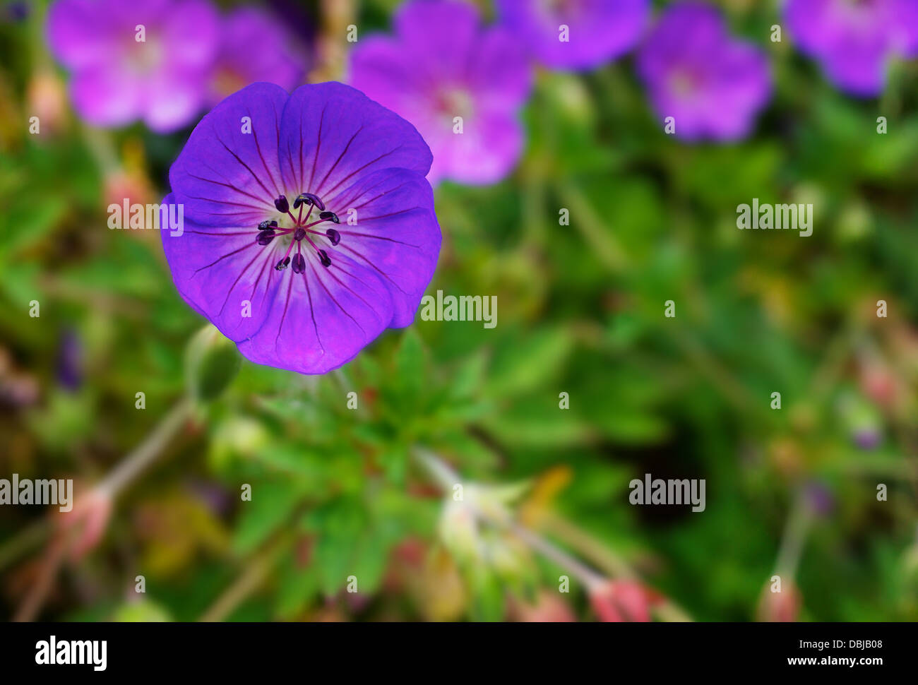Purple Geranium single flower with green leaves and other flower ...