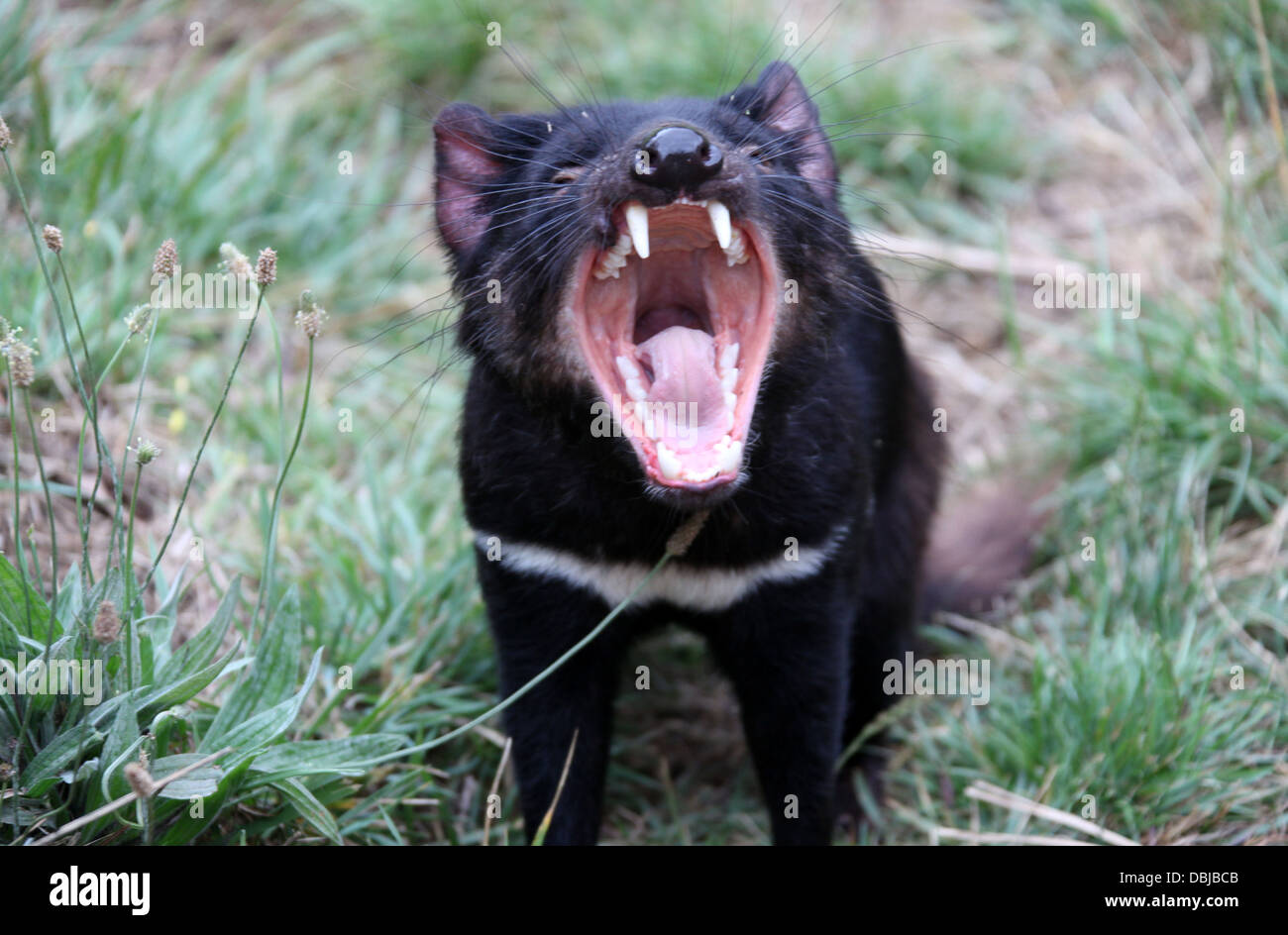 Tasmanian devil face hi-res stock photography and images - Alamy