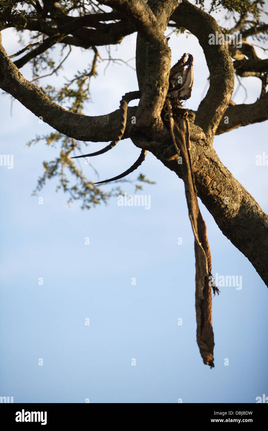 Antelope skull in tree. Remains of a leopard kill. Ol Kinyei ...