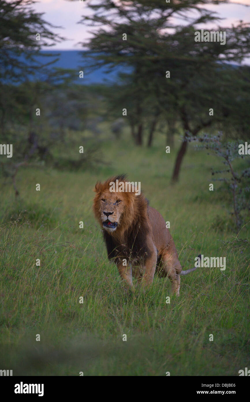 Aerial mammals vertical hi-res stock photography and images - Alamy