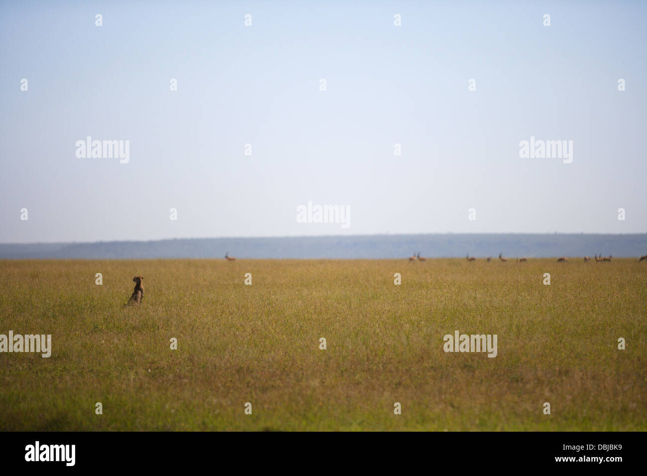 Cheetah hunting in Masai Mara National Reserve. Acinonyx jubatus. Kenya ...