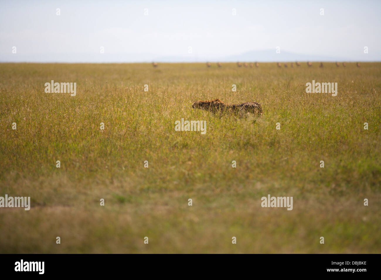 Cheetah hunting in Masai Mara National Reserve. Acinonyx jubatus. Kenya ...