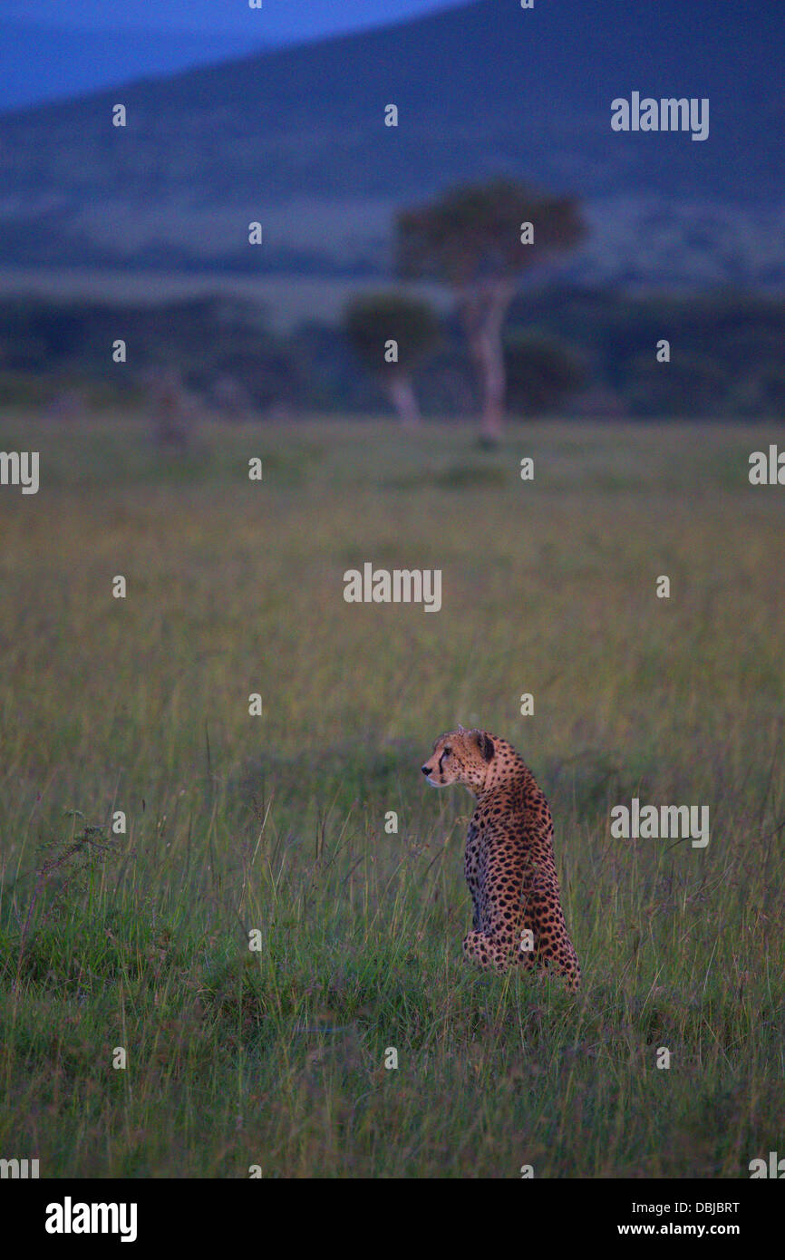 Cheetah hunting in Ol Kinyei Conservancy. Acinonyx jubatus. Kenya ...