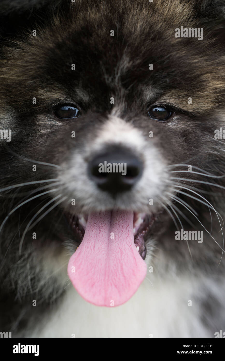 Akita puppy Akita-ken dog Stock Photo - Alamy