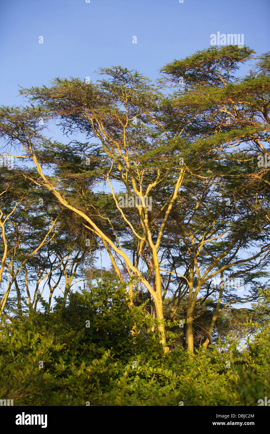 Yellow Acacia Tree. Ol Kinyei Conservancy. Kenya, Africa Stock Photo ...