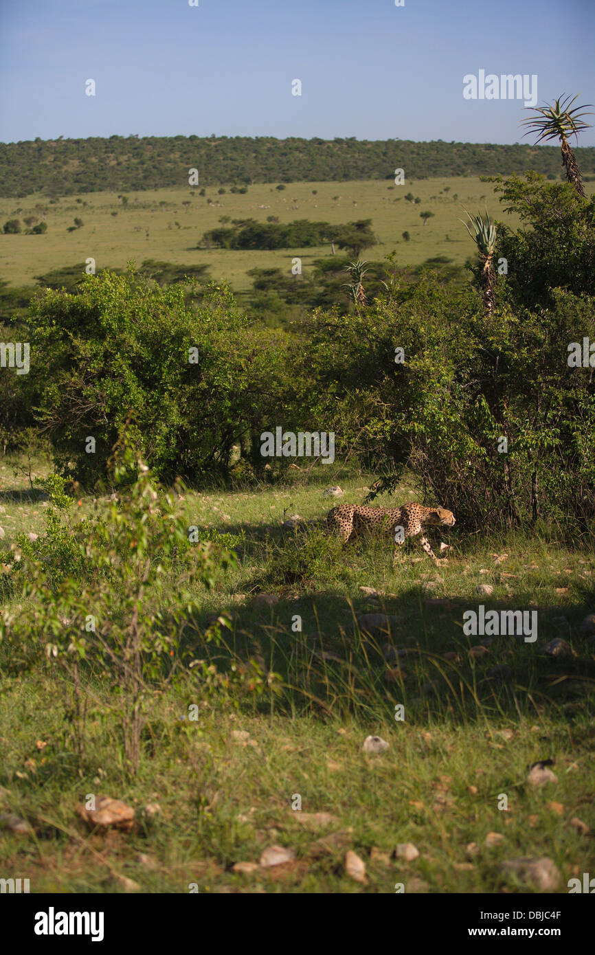 Cheetah hunting in Ol Kinyei Conservancy. Acinonyx jubatus. Kenya ...