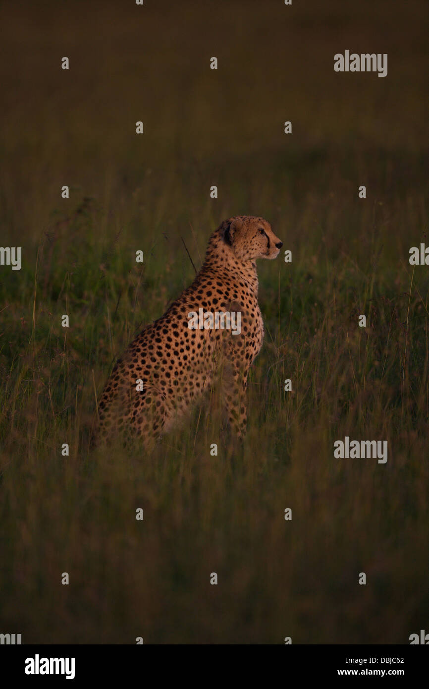 Cheetah hunting in Ol Kinyei Conservancy. Acinonyx jubatus. Kenya ...