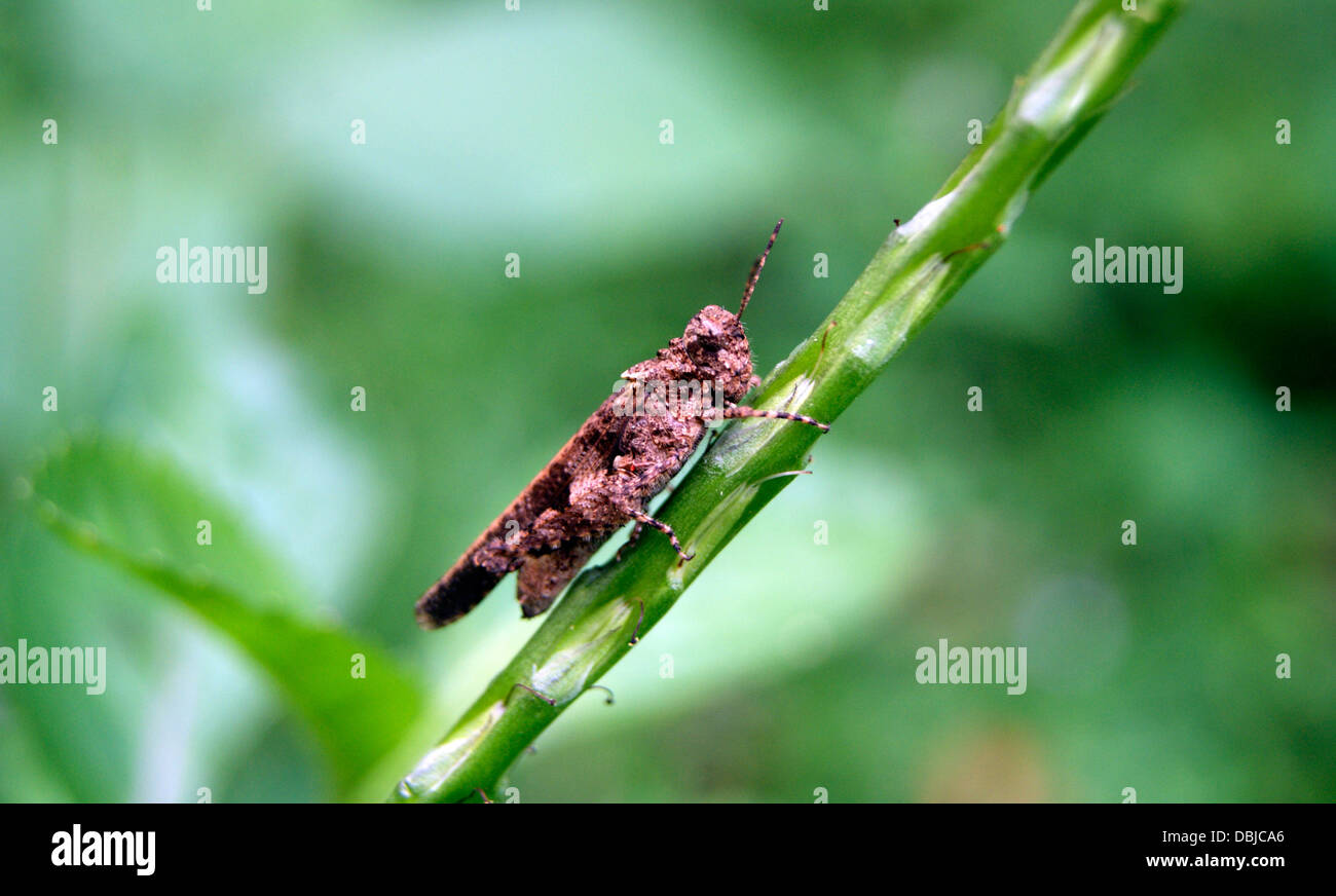 Biodiversity of Western Ghats India Variety Locust Grasshopper Model ...