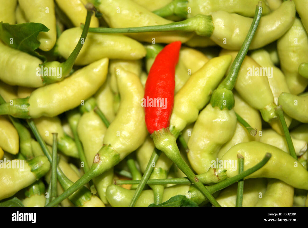 Capsicum annuum capsicum frutescens hi-res stock photography and images ...