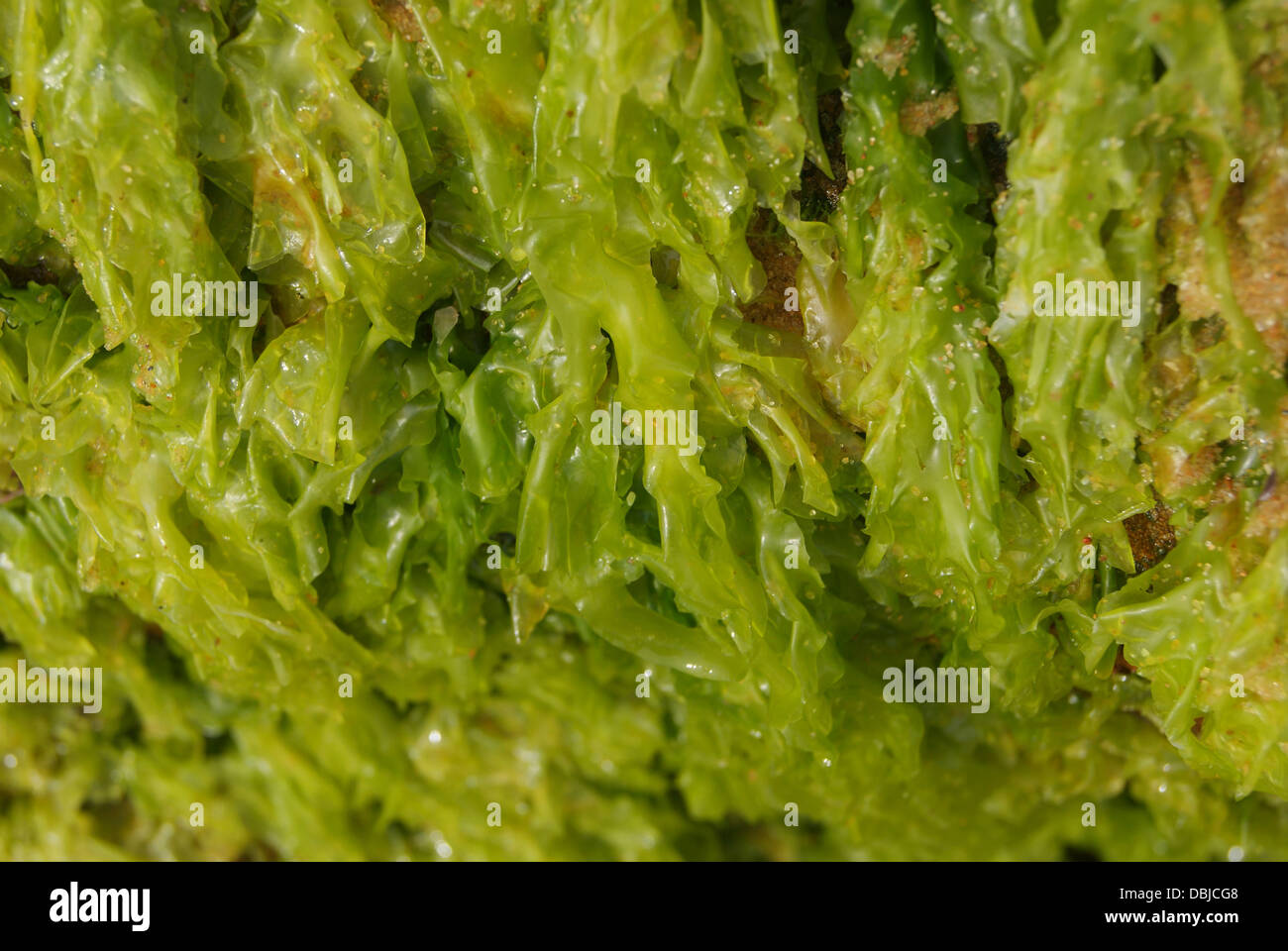 Thick Bright Green Algae sea weed grown in sea Rocks at Kerala India ...
