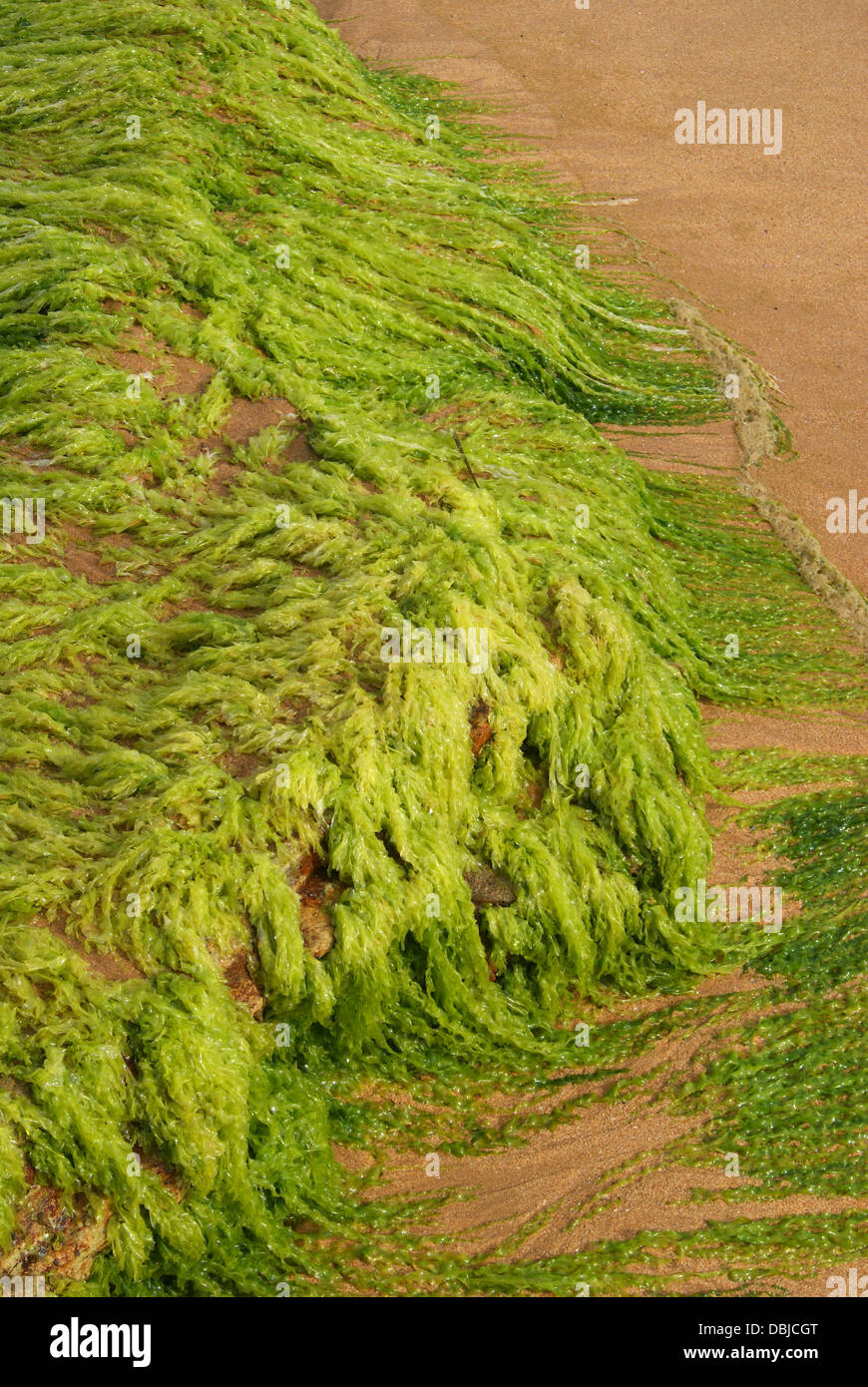 Thick Bright Green Algae sea weed grown in Kovalam Beach Rocks India ...