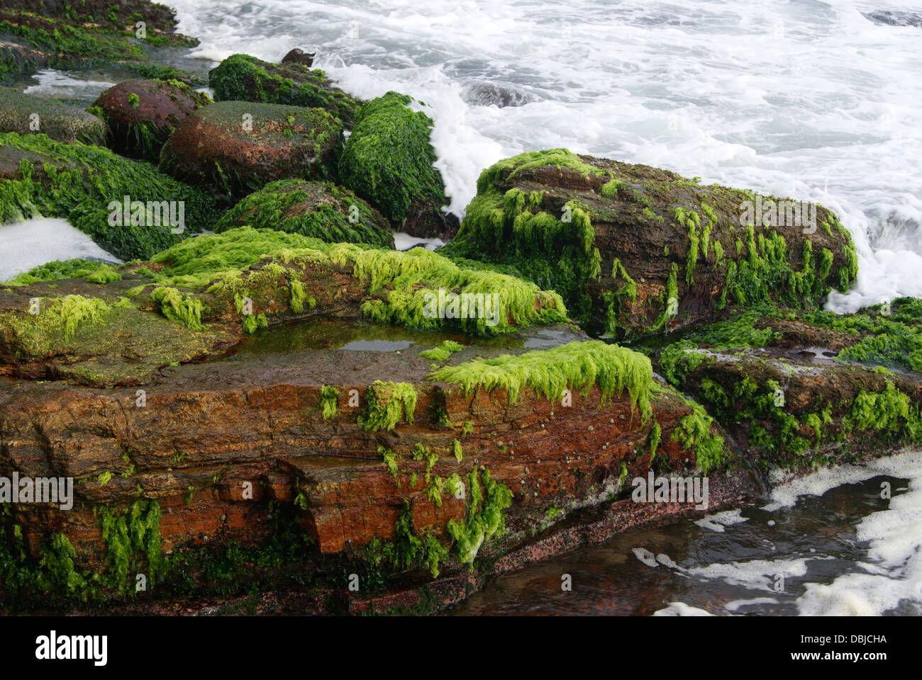 Algae sea weed on Beach Rocks at Kovalam Kerala India Stock Photo - Alamy