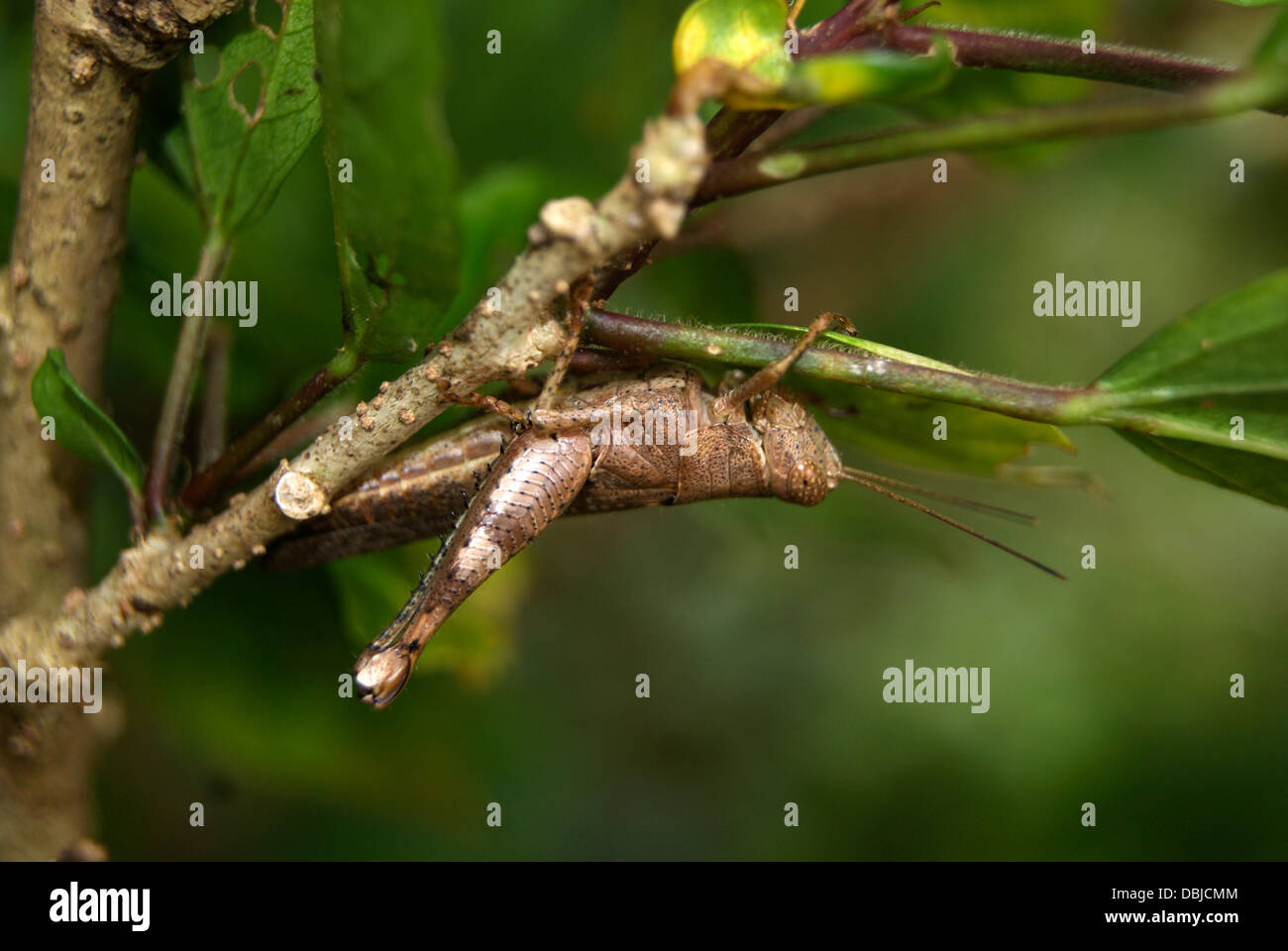 Grasshopper india hi-res stock photography and images - Alamy