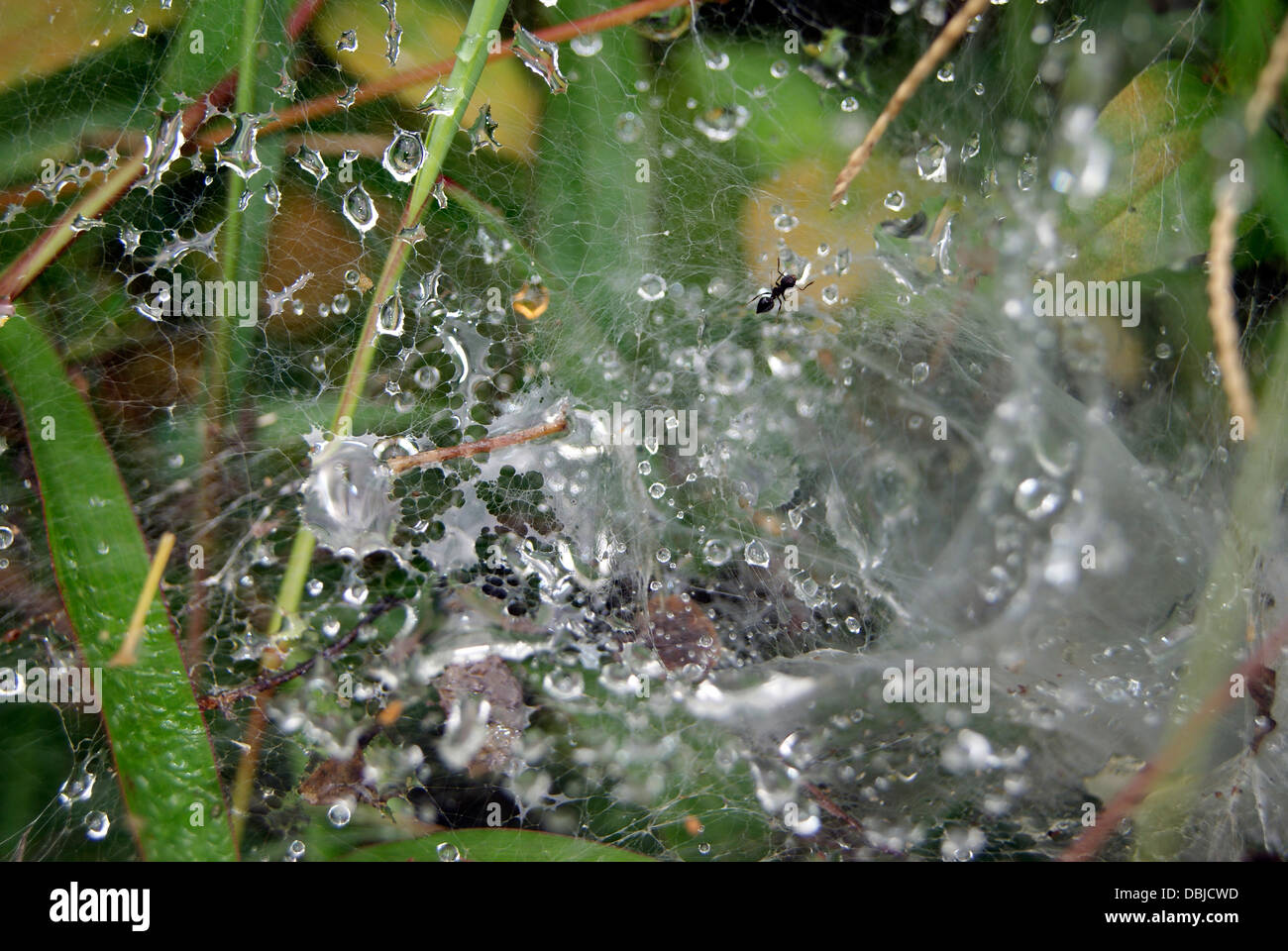 Spider web water variety view hi-res stock photography and images - Alamy