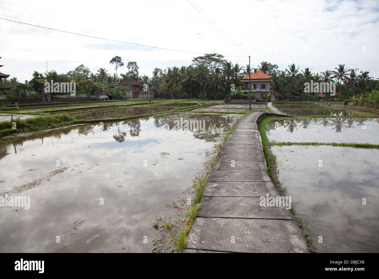 Rice Field, Ubud, Bali, Indonesia Stock Photo - Alamy