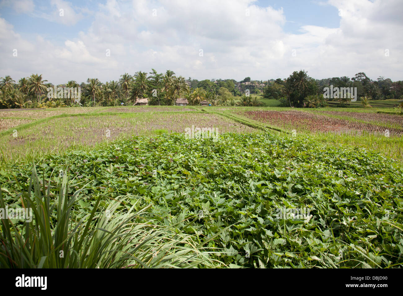 Rice Field, Ubud, Bali, Indonesia Stock Photo - Alamy