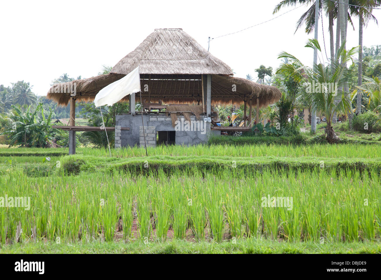 Rice Field, Ubud, Bali, Indonesia Stock Photo - Alamy