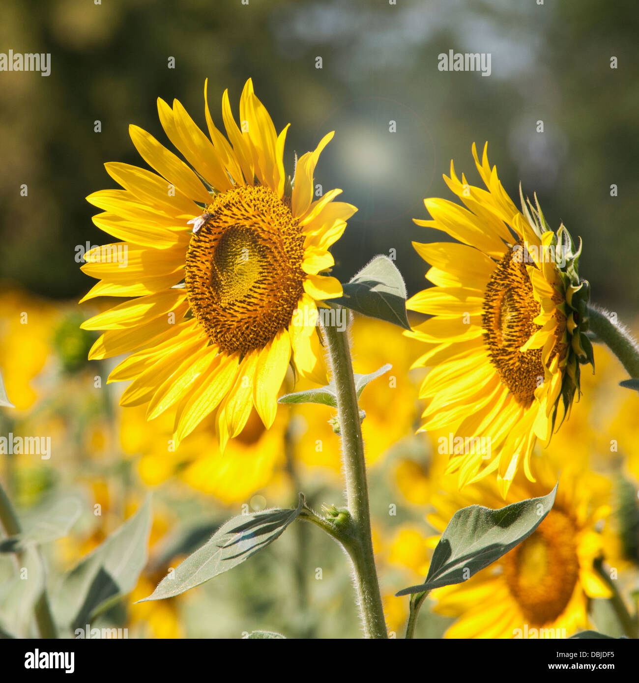 Two sunflowers in a field of sunflowers Stock Photo - Alamy