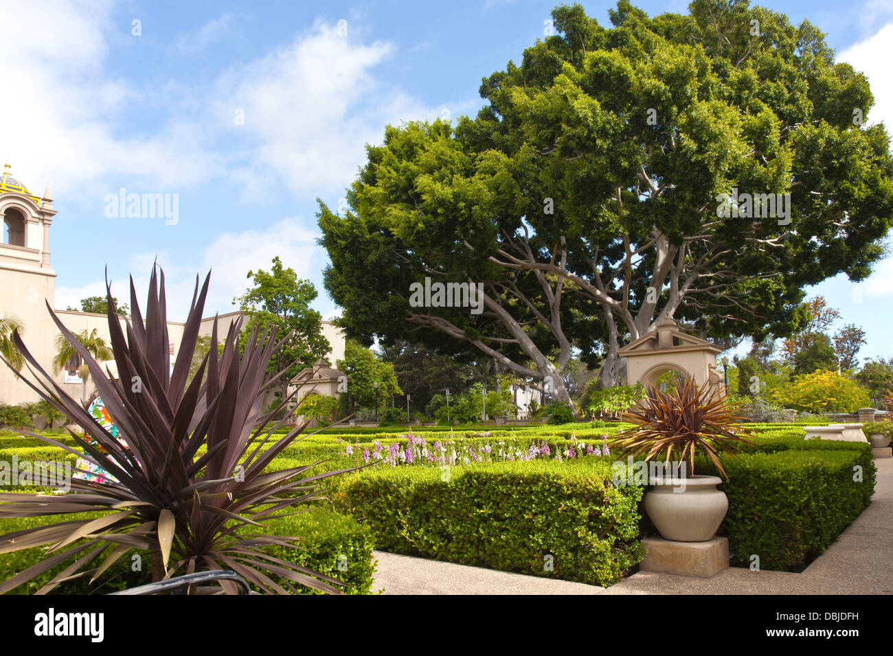 Balboa tree hi-res stock photography and images - Alamy