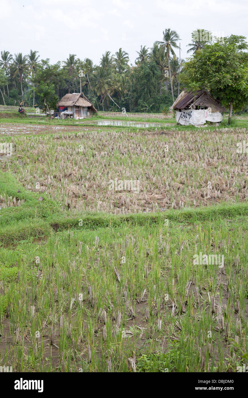 Rice Field, Ubud, Bali, Indonesia Stock Photo - Alamy