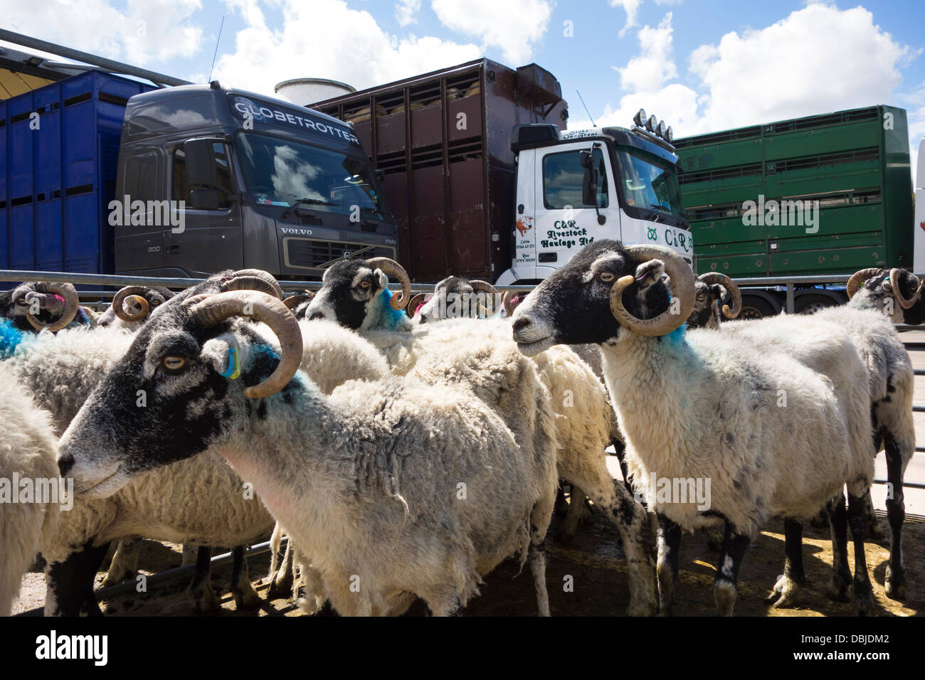 Sheep at Bakewell Livestock Market, Bakewell, Derbyshire, England, U.K ...