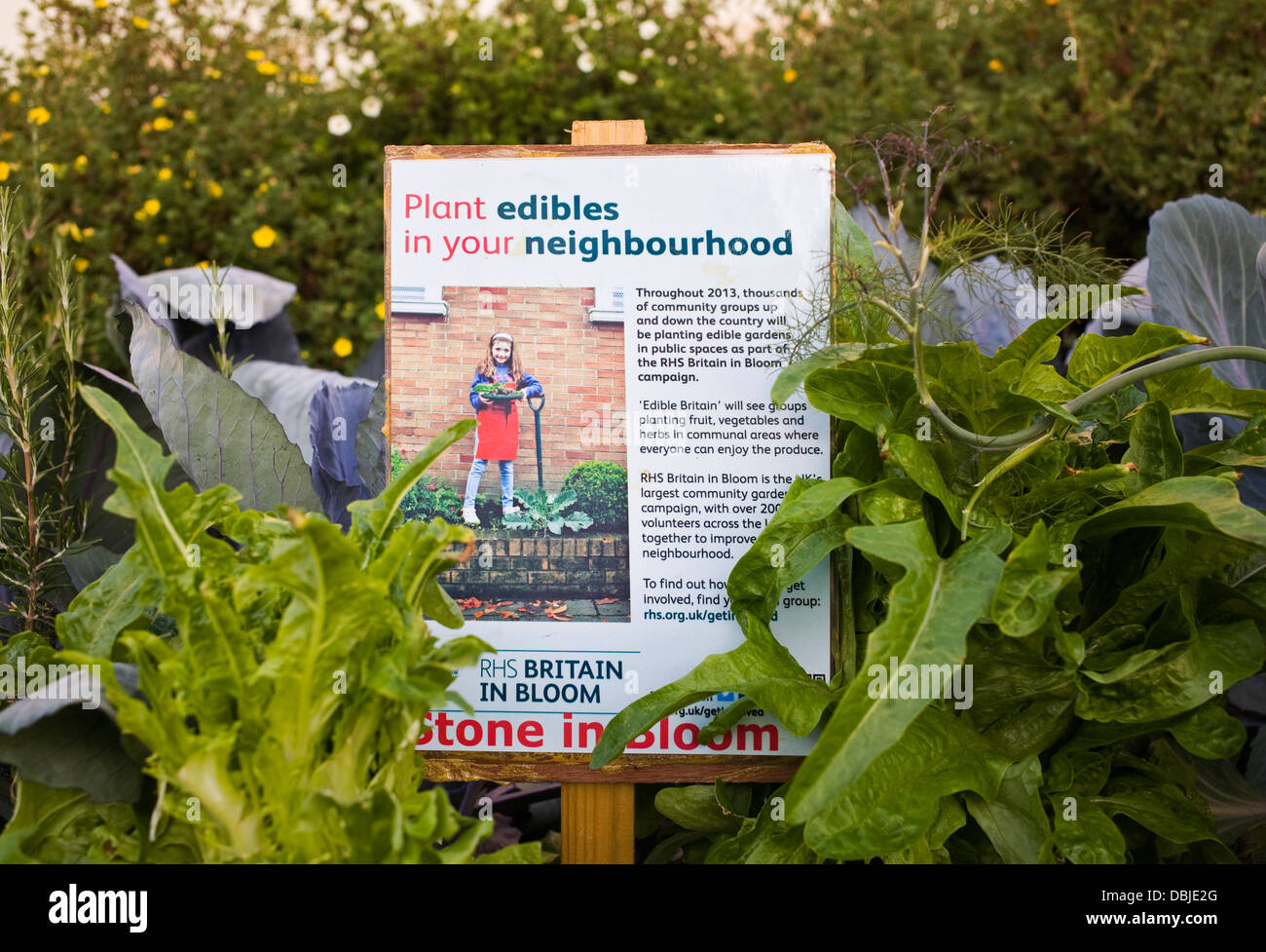 Bloom in stone hi-res stock photography and images - Alamy