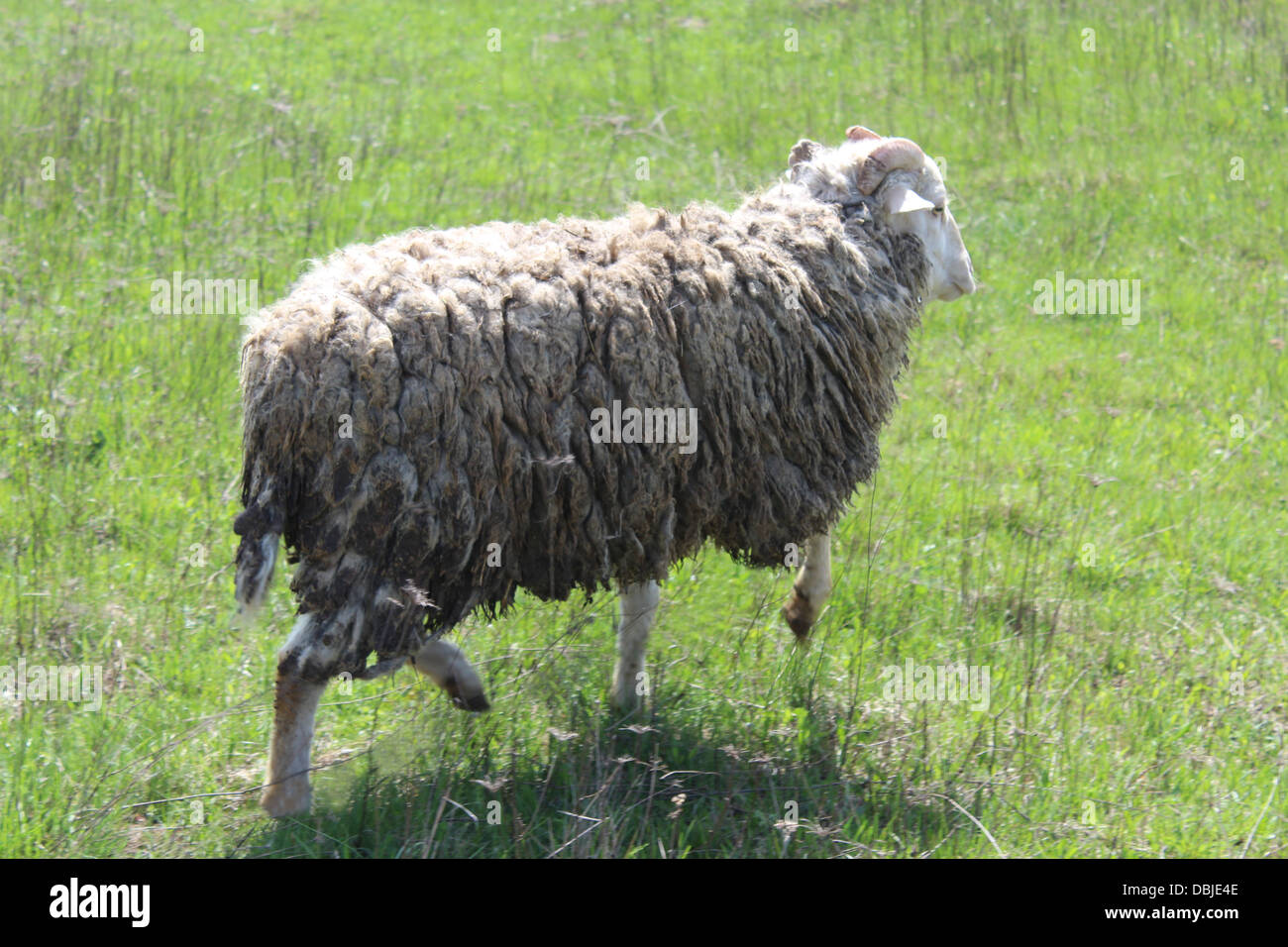 Ram animal hi-res stock photography and images - Alamy